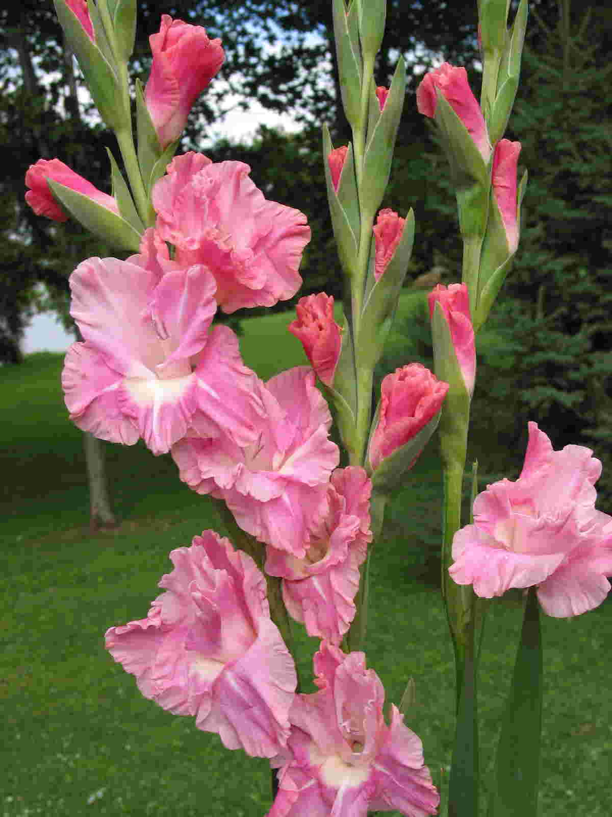 Société des Glaïeuls du Québec