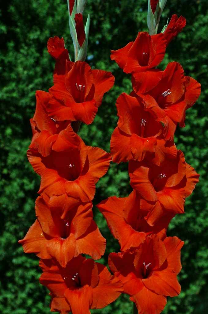 Société des Glaïeuls du Québec