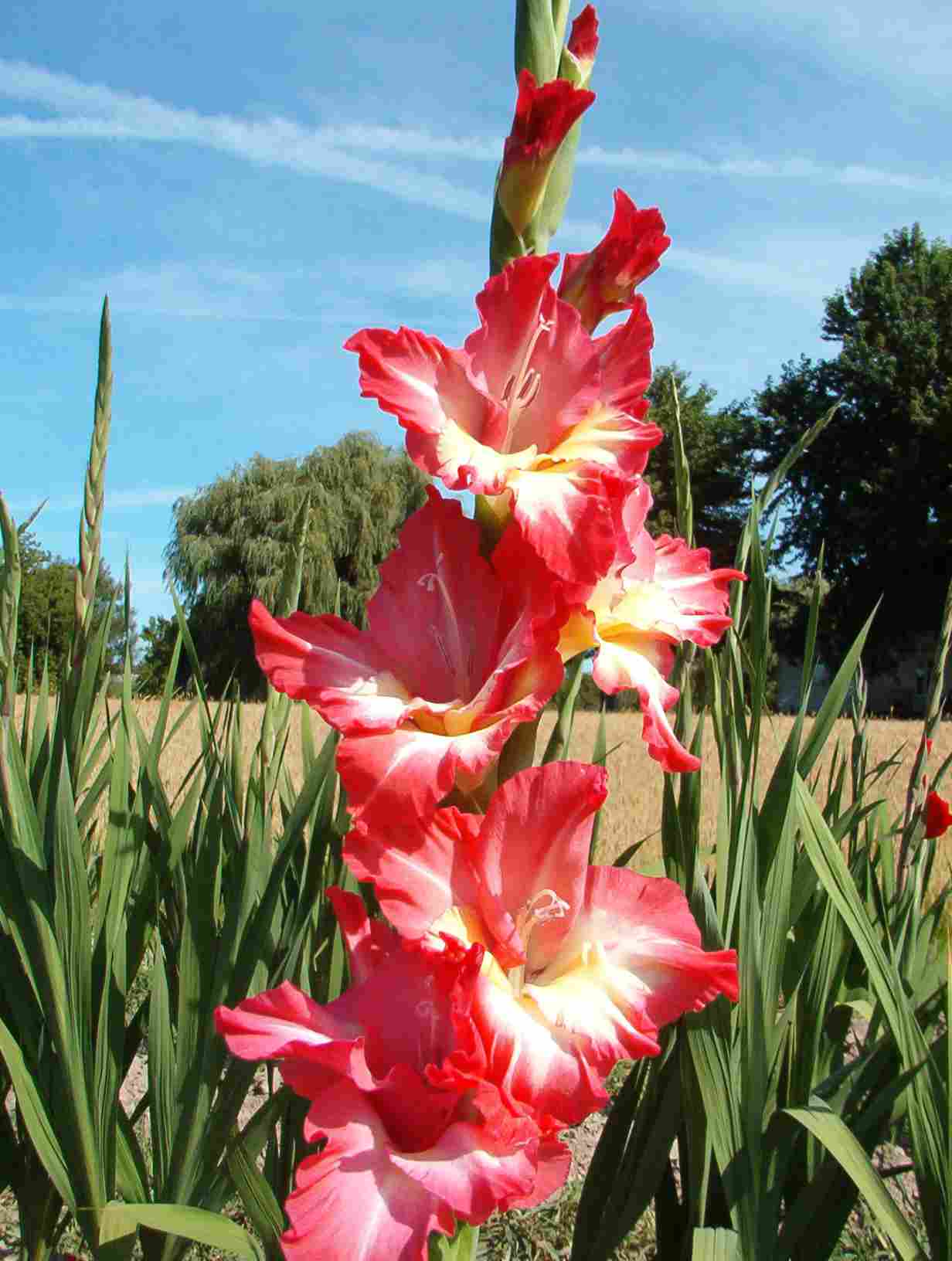 Société des Glaïeuls du Québec